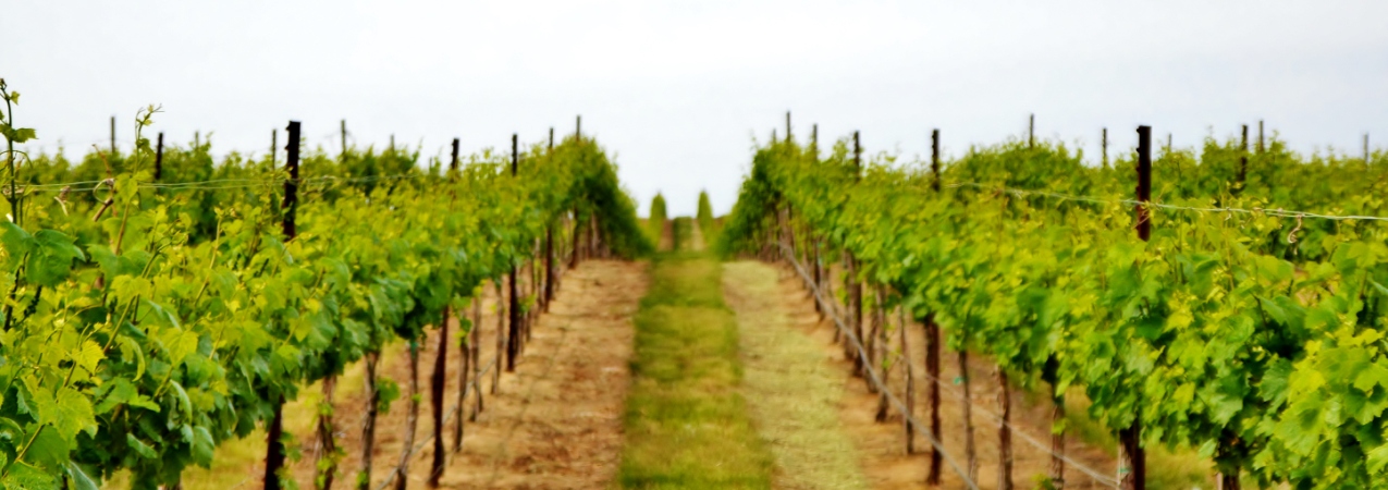 Trip to Paterson, WA. in mid-90s convinces Butch Milbrandt to grow 80 ...